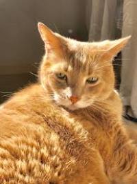 Buzzen Chat - Free Chat Network